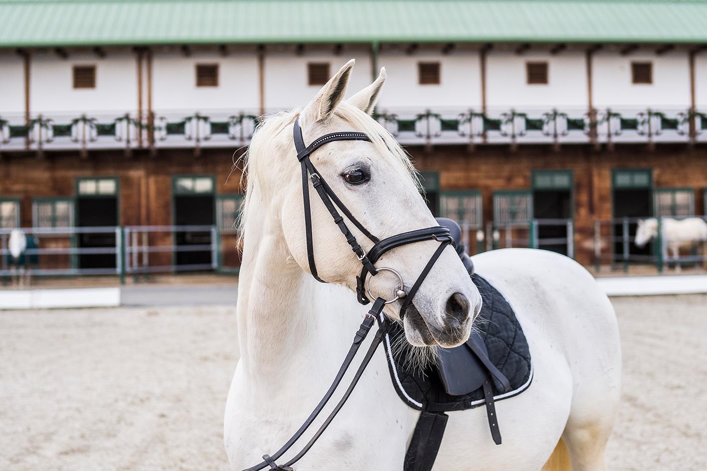 Reiters Lipizzaner Reit- & Fahranlage